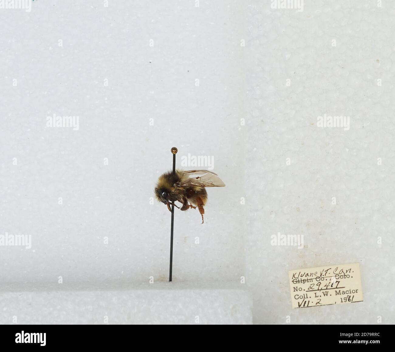 Kluane, Yukon Territory, Canada, Bombus bifarius nearcticus, Animalia ...