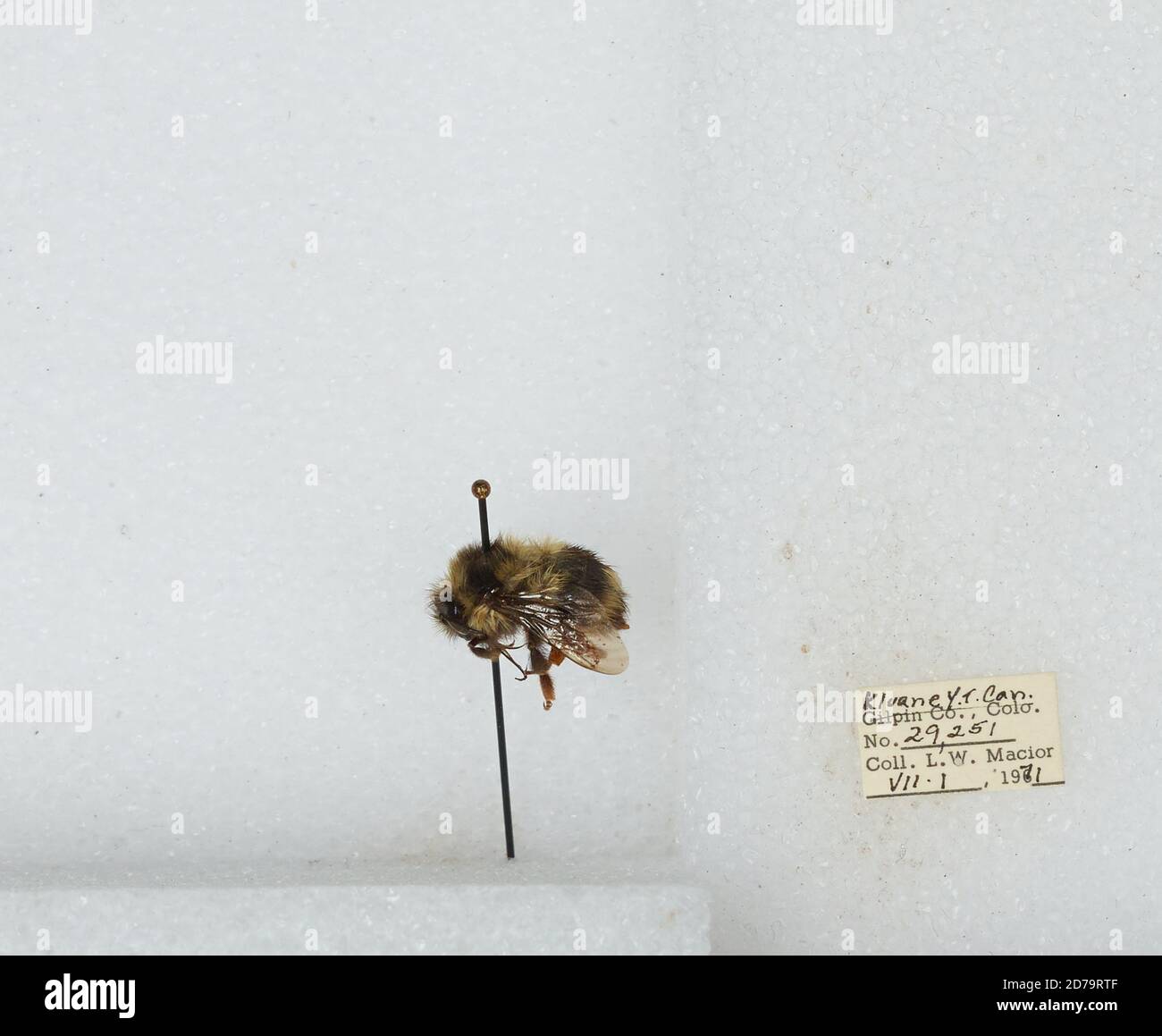 Kluane, Yukon Territory, Canada, Bombus bifarius nearcticus, Animalia, Arthropoda, Insecta ...