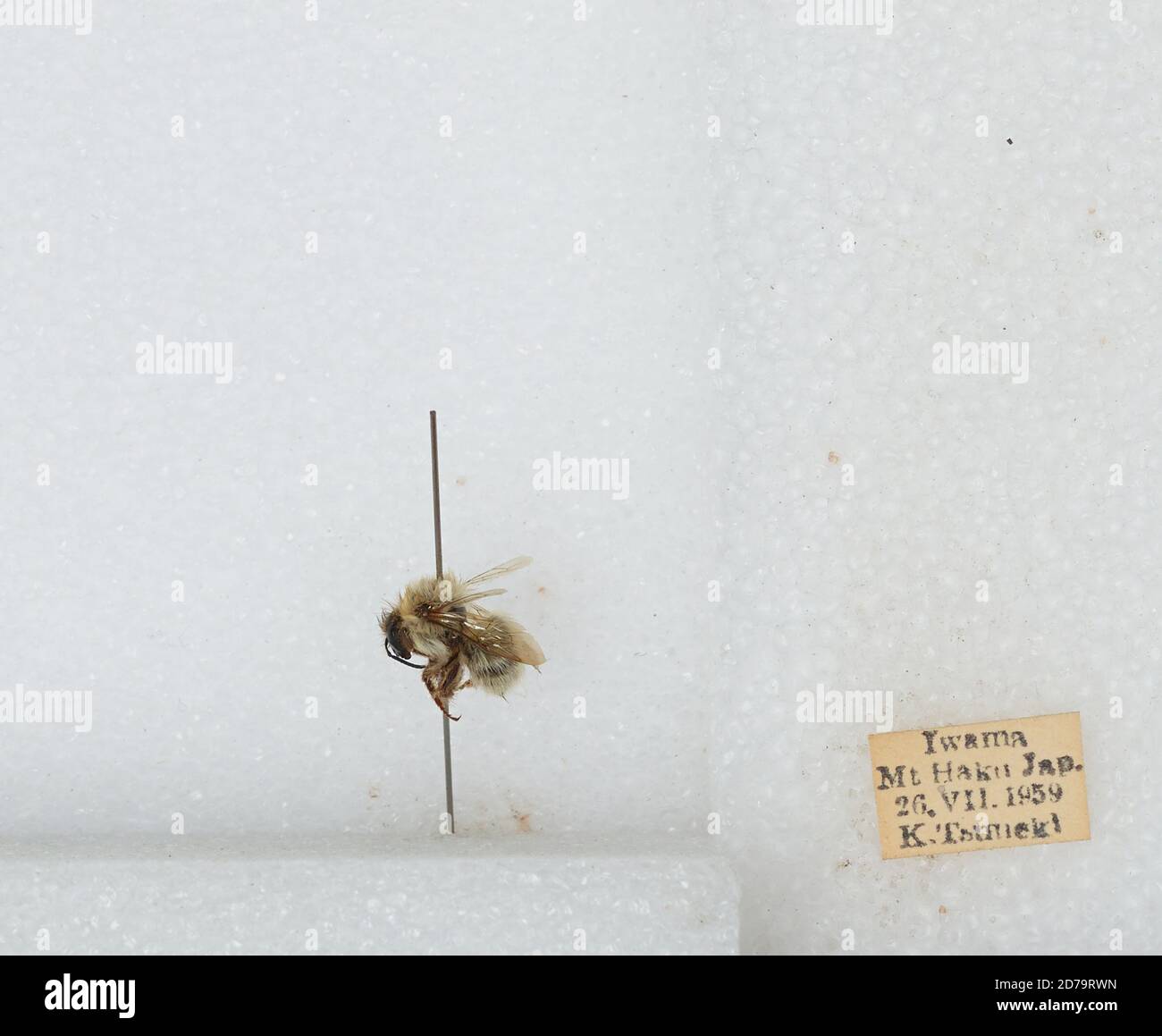 Mount Haku, Iwama, Ibaraki, Japan, Bombus sp., Animalia, Arthropoda ...