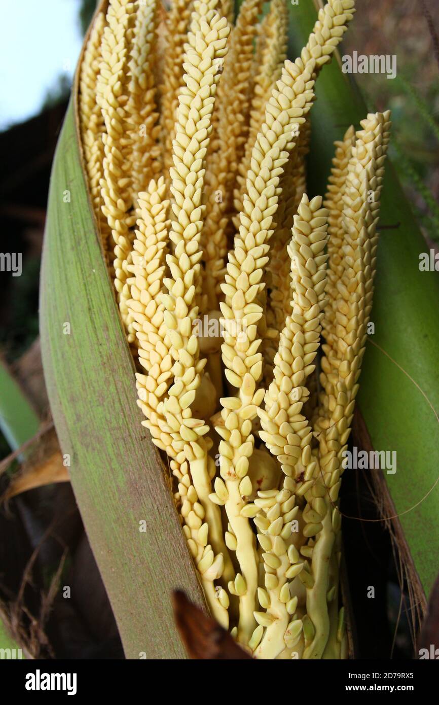 Coconut flowers hi-res stock photography and images - Alamy