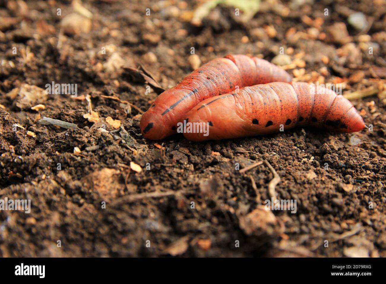 Pupa Shell High Resolution Stock Photography and Images - Alamy