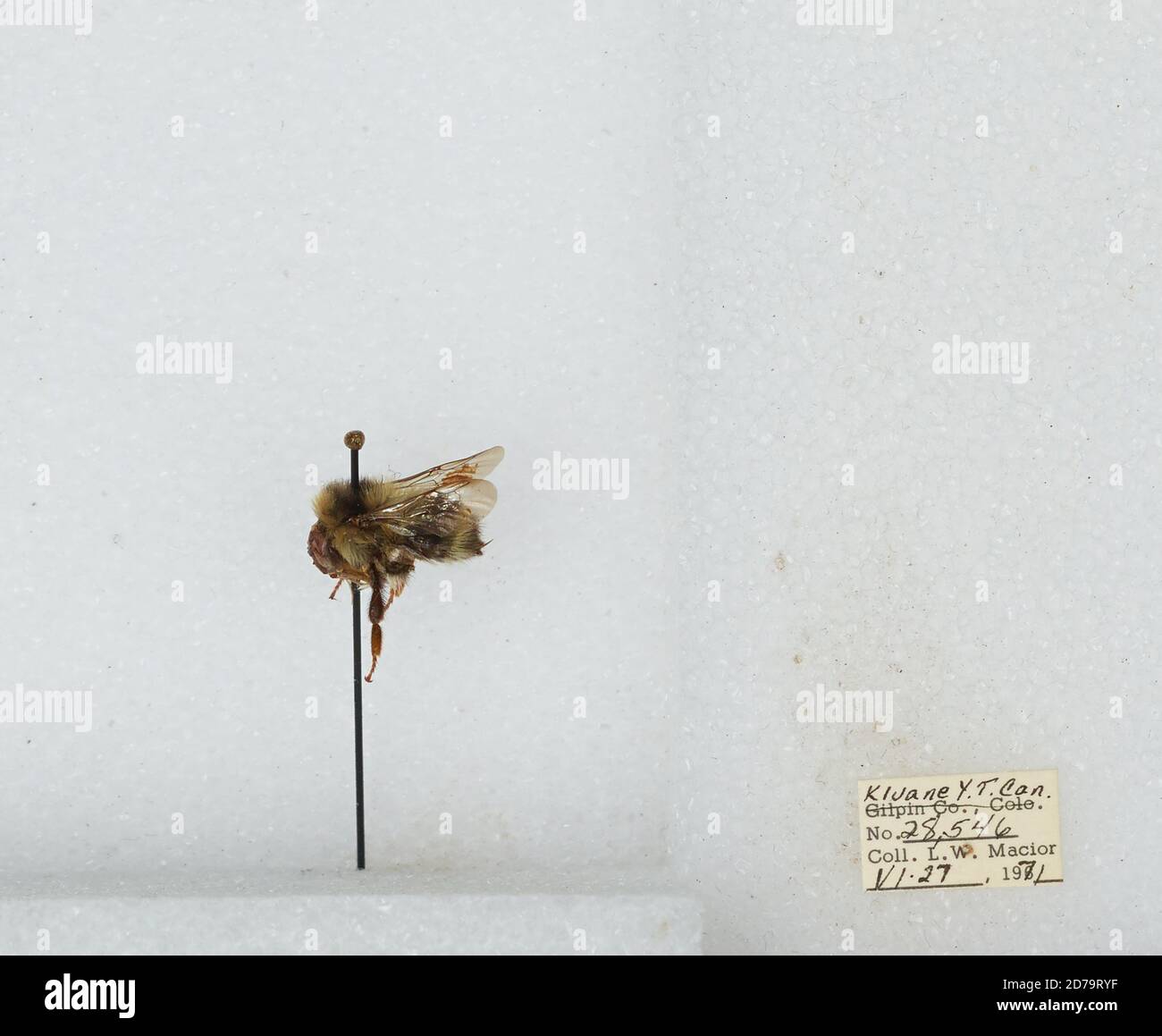 Kluane, Yukon Territory, Canada, Bombus bifarius nearcticus, Animalia ...