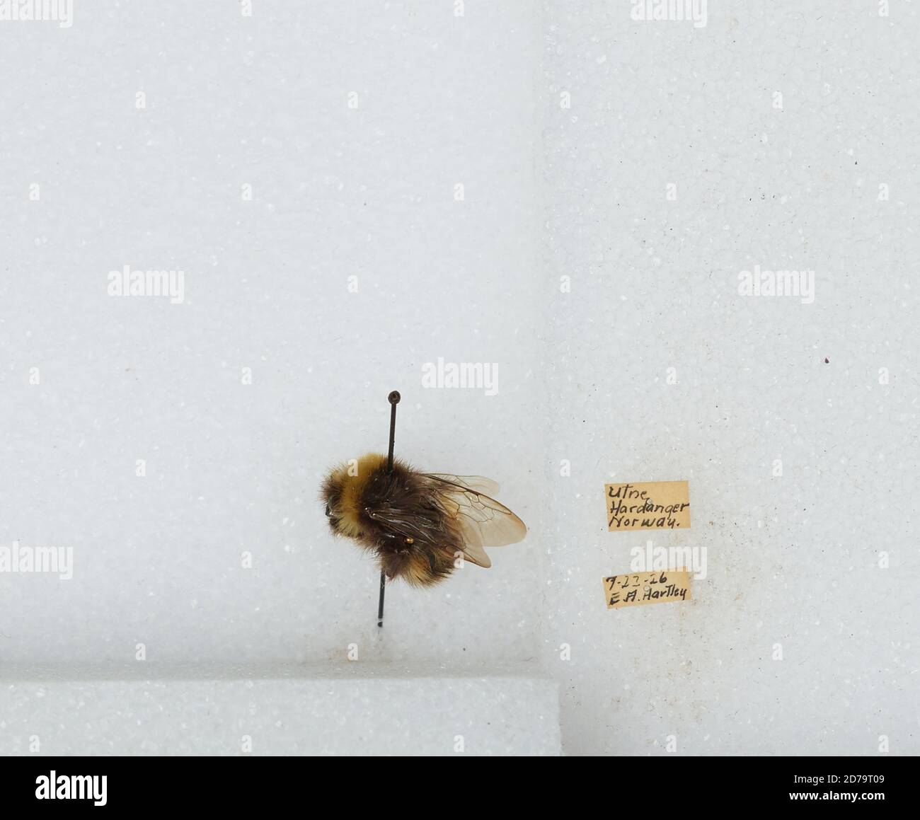 Utne, Hardanger, Hordaland, Norway, Bombus sp., Animalia, Arthropoda ...