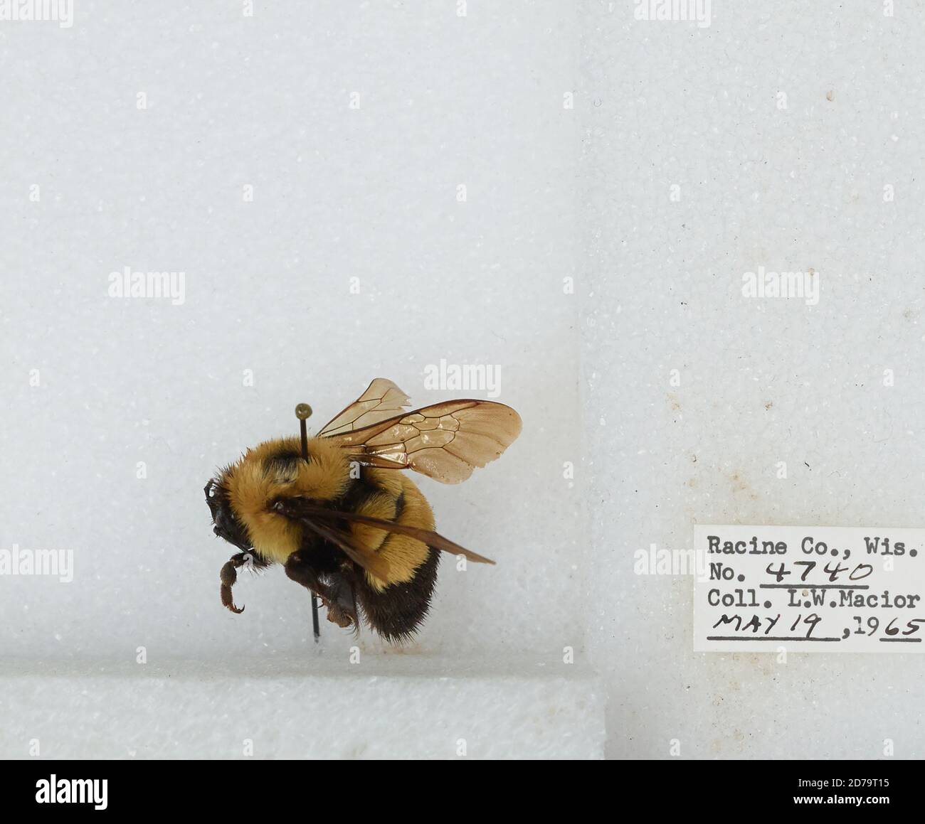 Racine, Wisconsin, United States, Bombus (Bombus) affinis Cresson ...