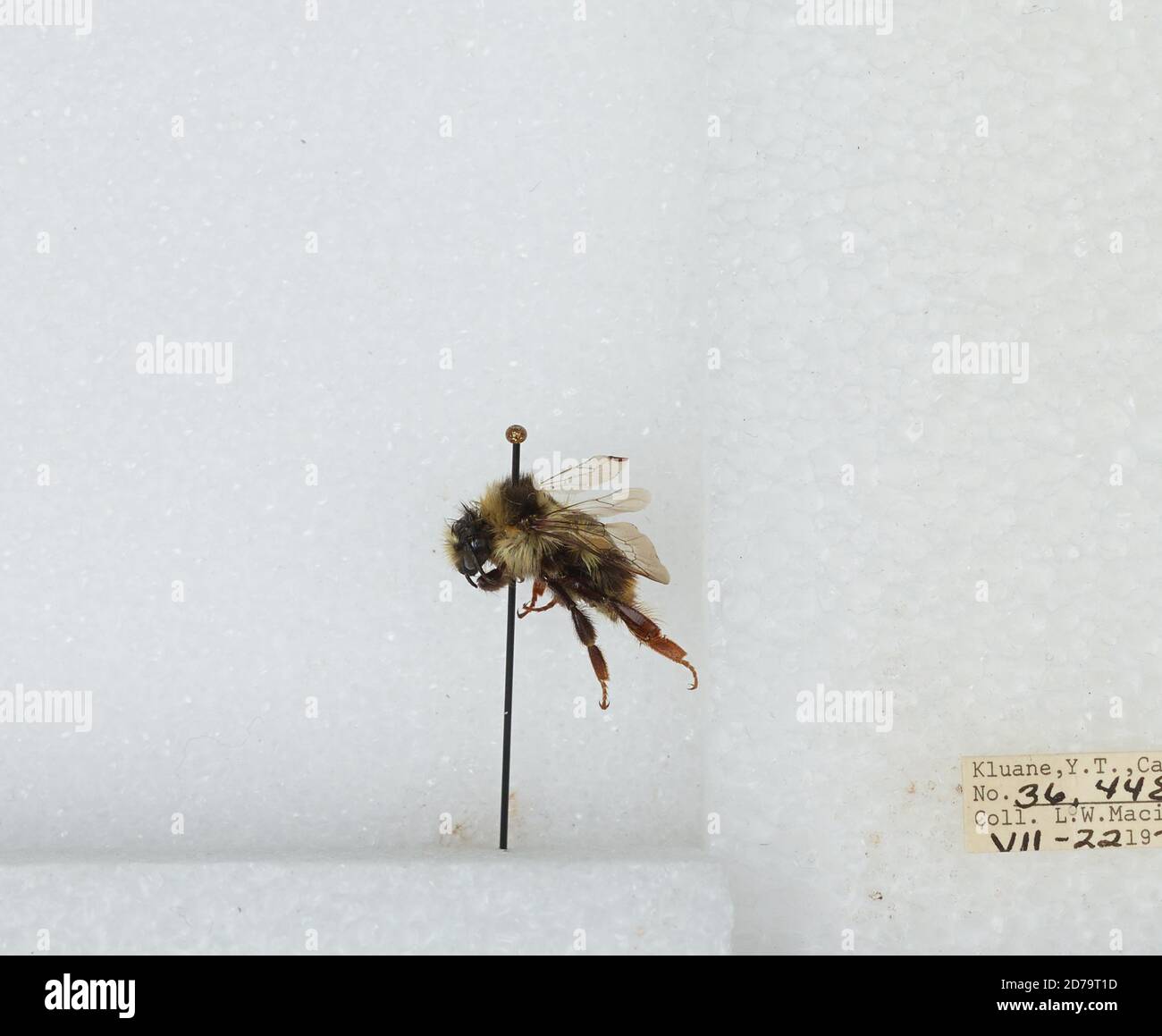Kluane, Yukon Territory, Canada, Bombus bifarius nearcticus, Animalia ...