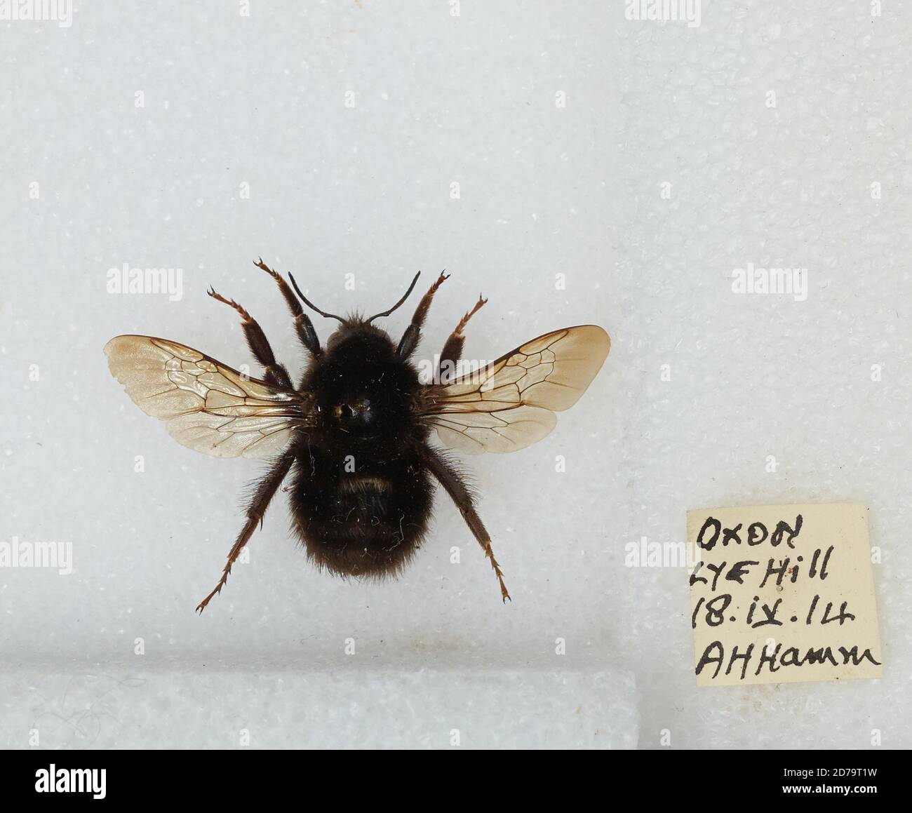 Lye Hill, Oxfordshire, England, United Kingdom, Bombus sp., Animalia ...