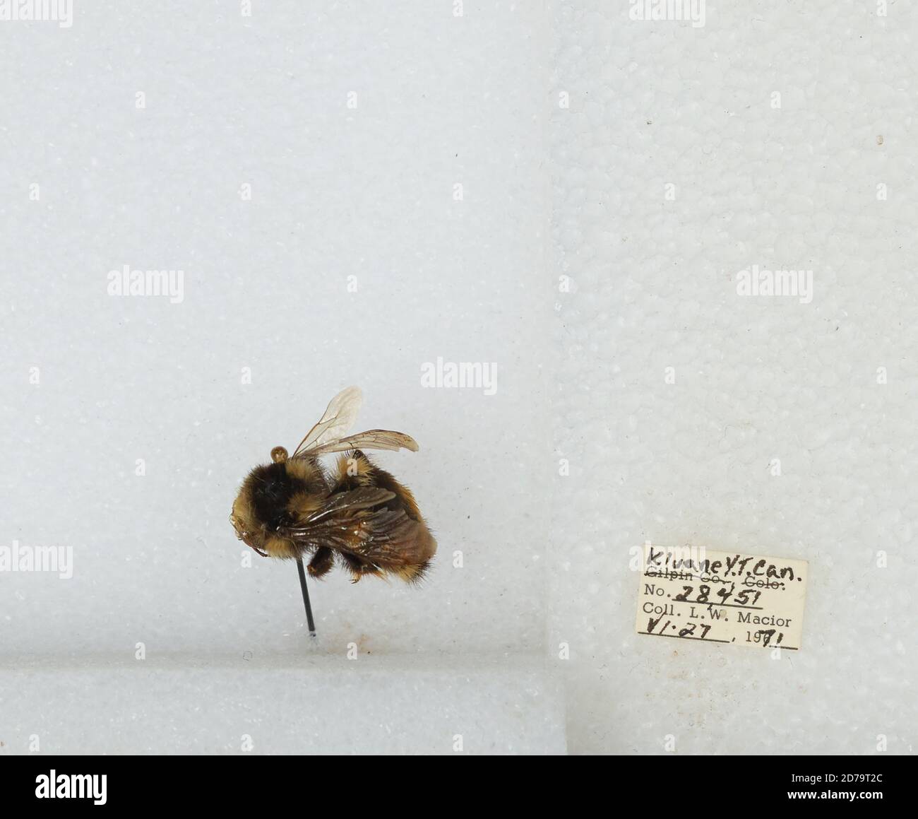 Kluane, Yukon Territory, Canada, Bombus bifarius nearcticus, Animalia ...