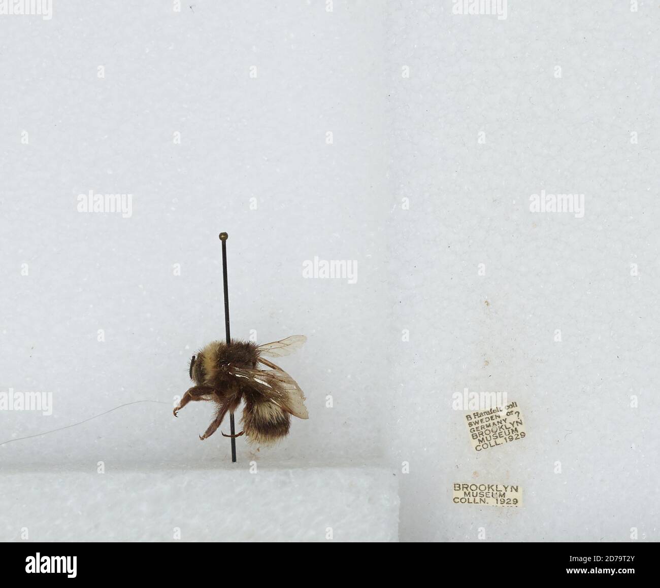Sweden or Germany, Bombus sp., Animalia, Arthropoda, Insecta ...