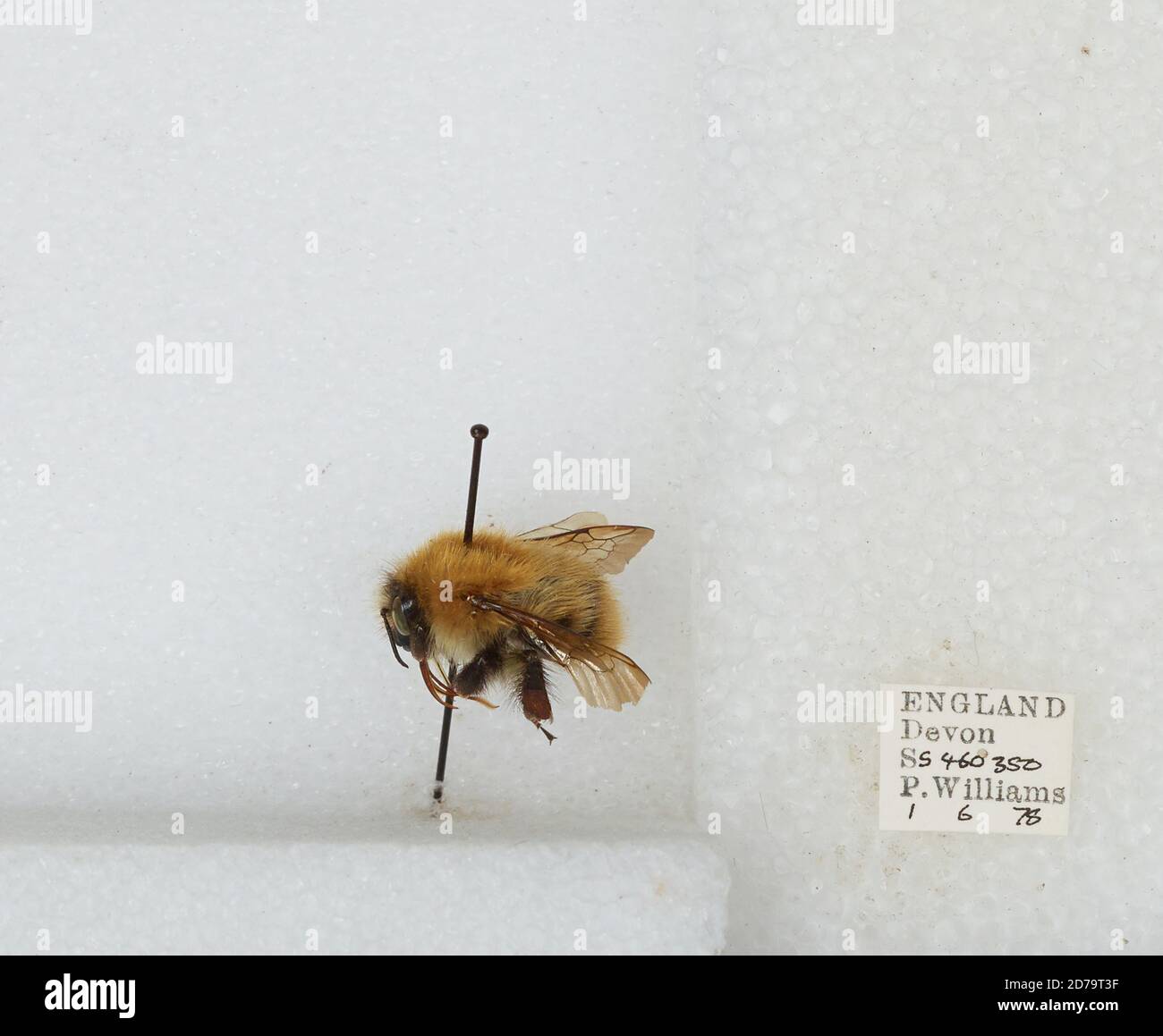 Devon, England, United Kingdom, Bombus sp., Animalia, Arthropoda ...