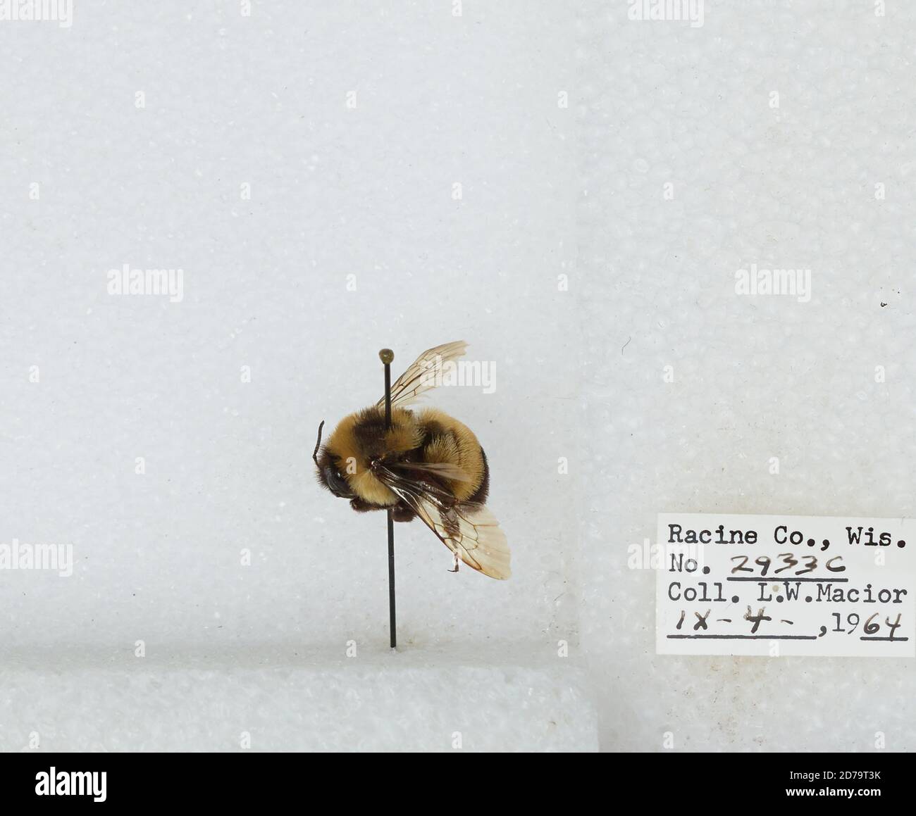 Racine, Wisconsin, United States, Bombus (Bombus) affinis Cresson ...