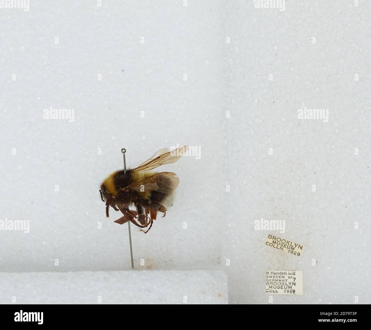 Sweden or Germany, Bombus sp., Animalia, Arthropoda, Insecta ...
