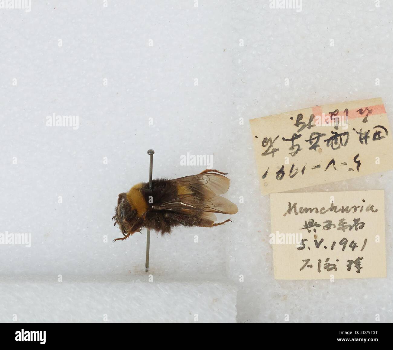Manchuria, China, Bombus sp., Animalia, Arthropoda, Insecta ...
