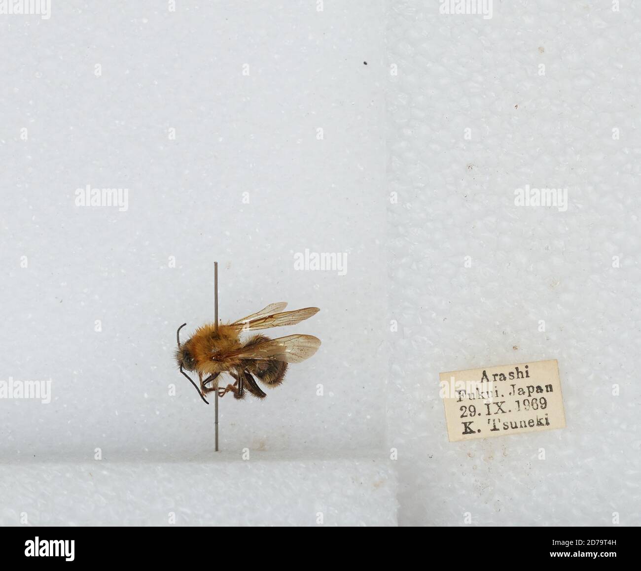 Arashi, Fukui, Japan, Bombus sp., Animalia, Arthropoda, Insecta, Hymenoptera, Apidae, Apinae ...