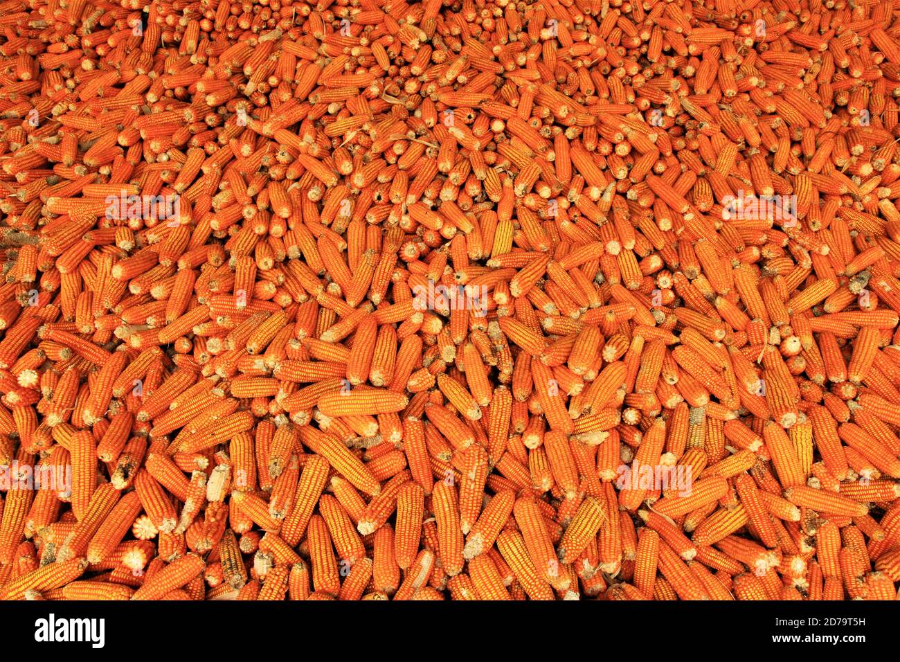 Dried crops farmer hi-res stock photography and images - Alamy