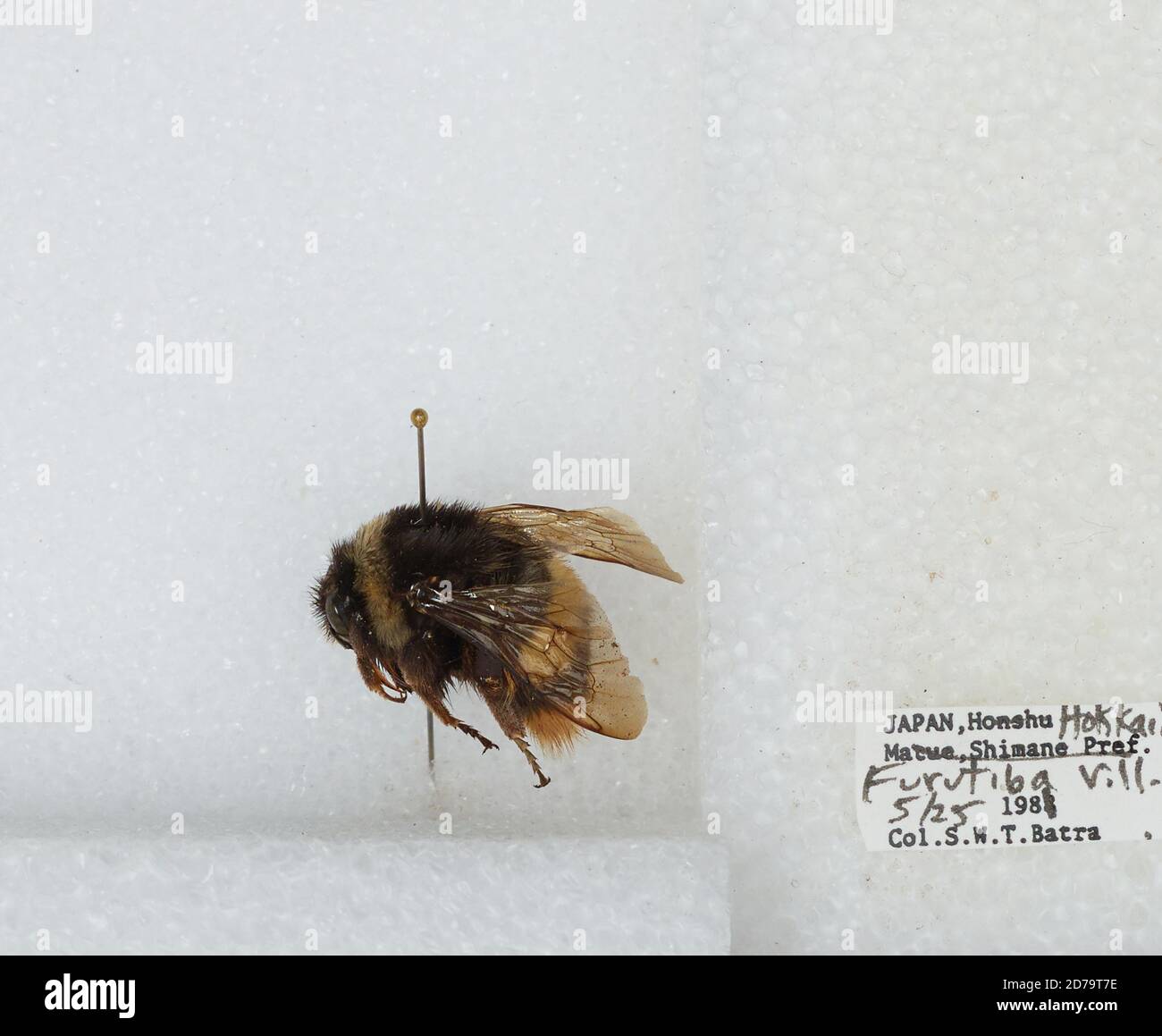 Furutiba Village, Hokkaido, Japan, Bombus sp., Animalia, Arthropoda ...
