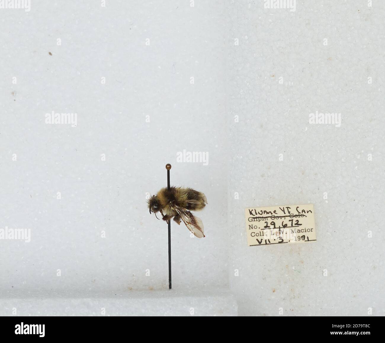 Kluane, Yukon Territory, Canada, Bombus bifarius nearcticus, Animalia ...