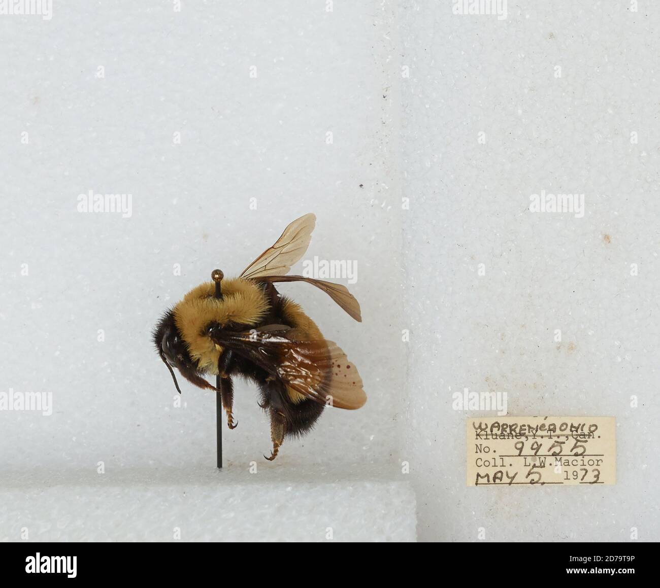 Warren, Ohio, United States, Bombus (Bombus) affinis Cresson, Animalia ...