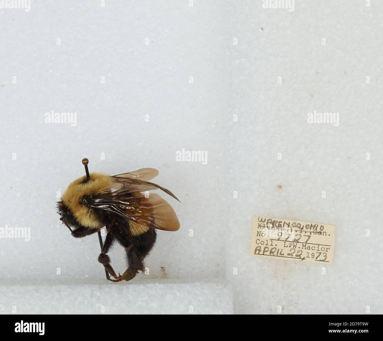Warren, Ohio, United States, Bombus (Bombus) affinis Cresson, Animalia ...