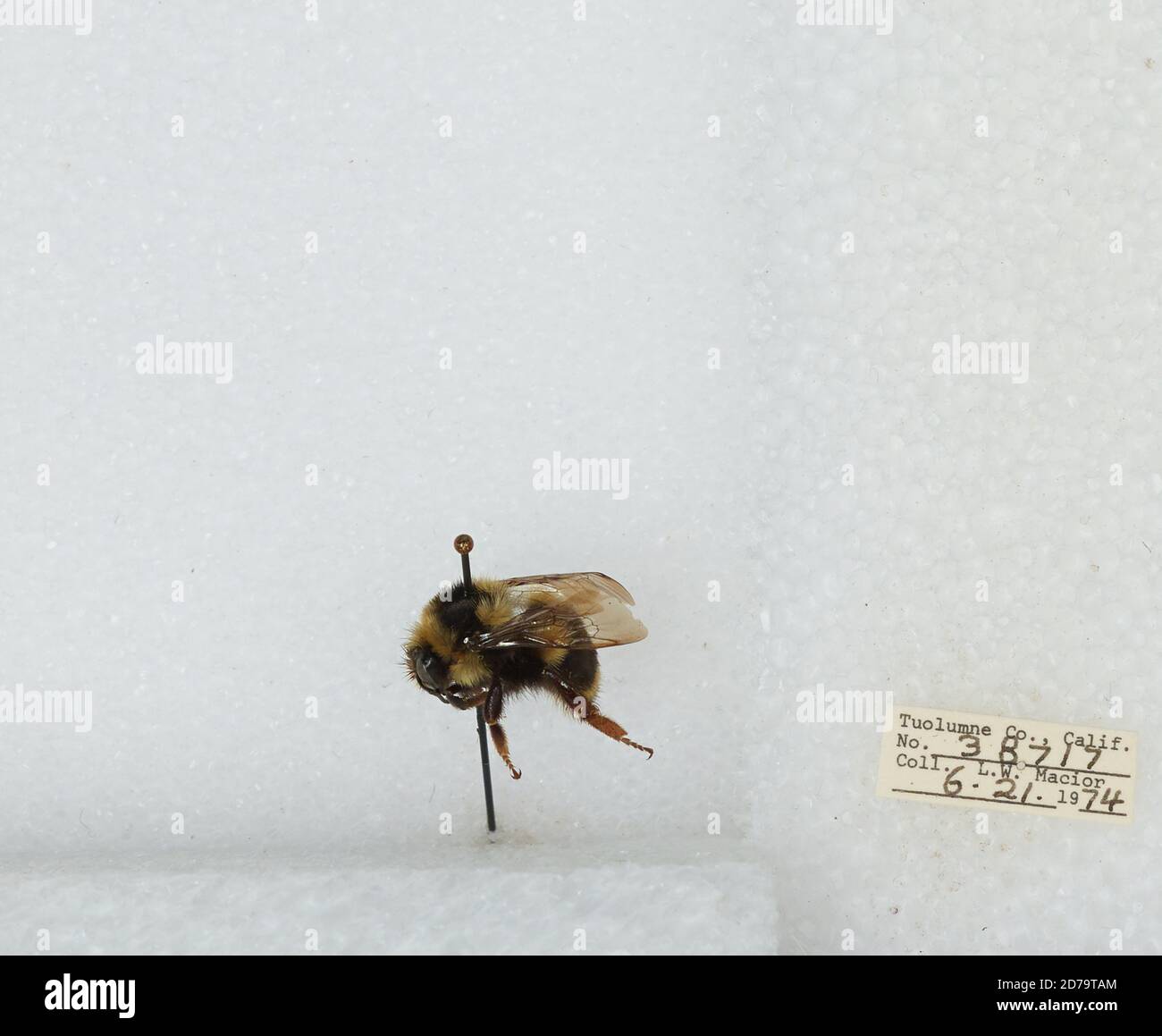 Tuolumne, California, United States, Bombus bifarius nearcticus ...