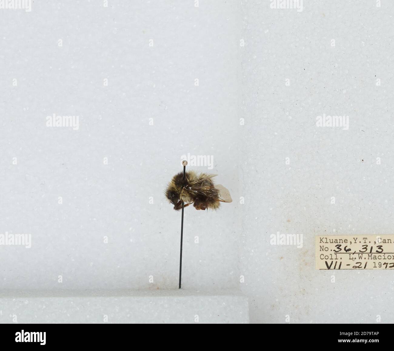 Kluane, Yukon Territory, Canada, Bombus bifarius nearcticus, Animalia ...