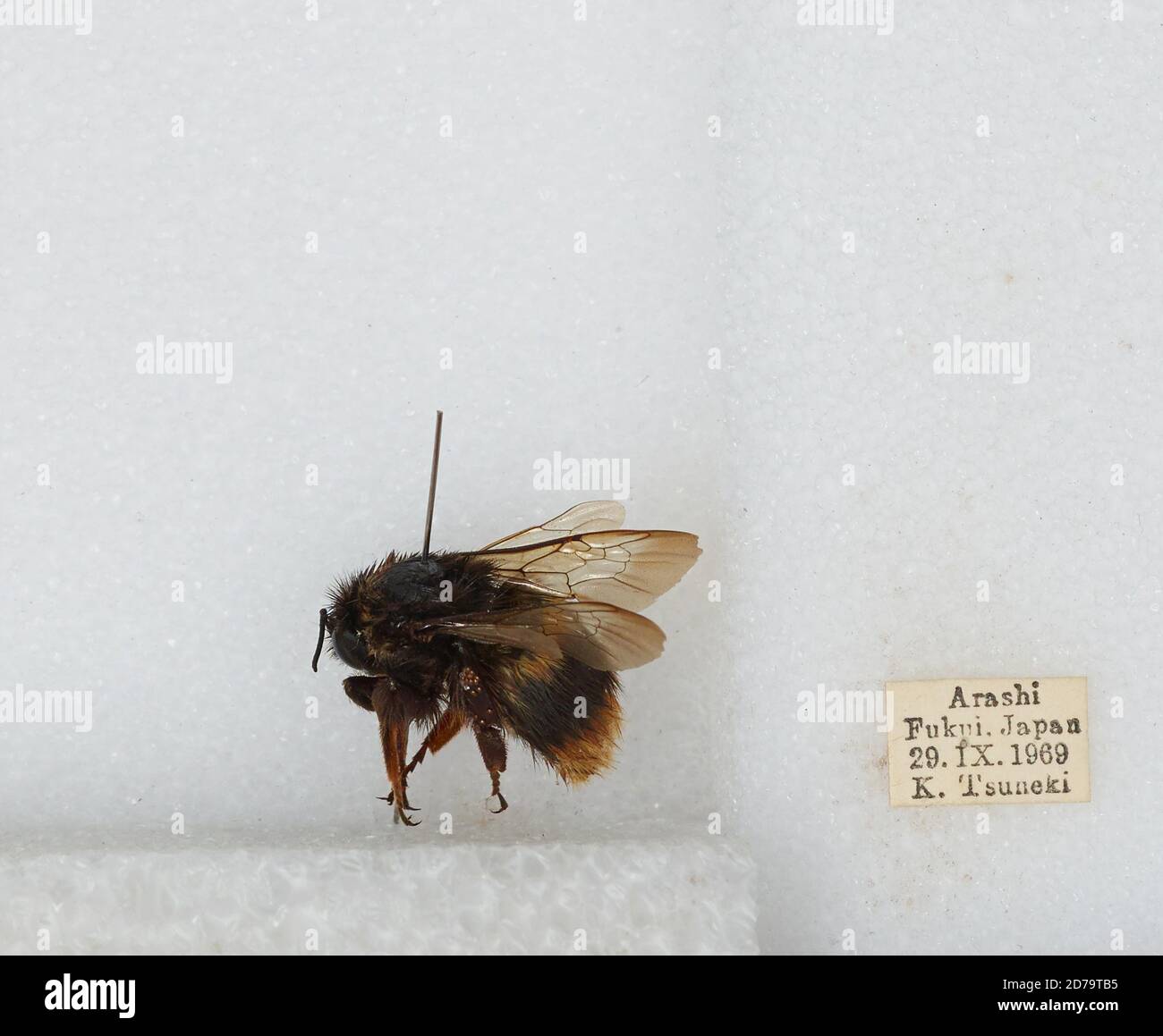 Arashi, Fukui, Japan, Bombus sp., Animalia, Arthropoda, Insecta, Hymenoptera, Apidae, Apinae ...