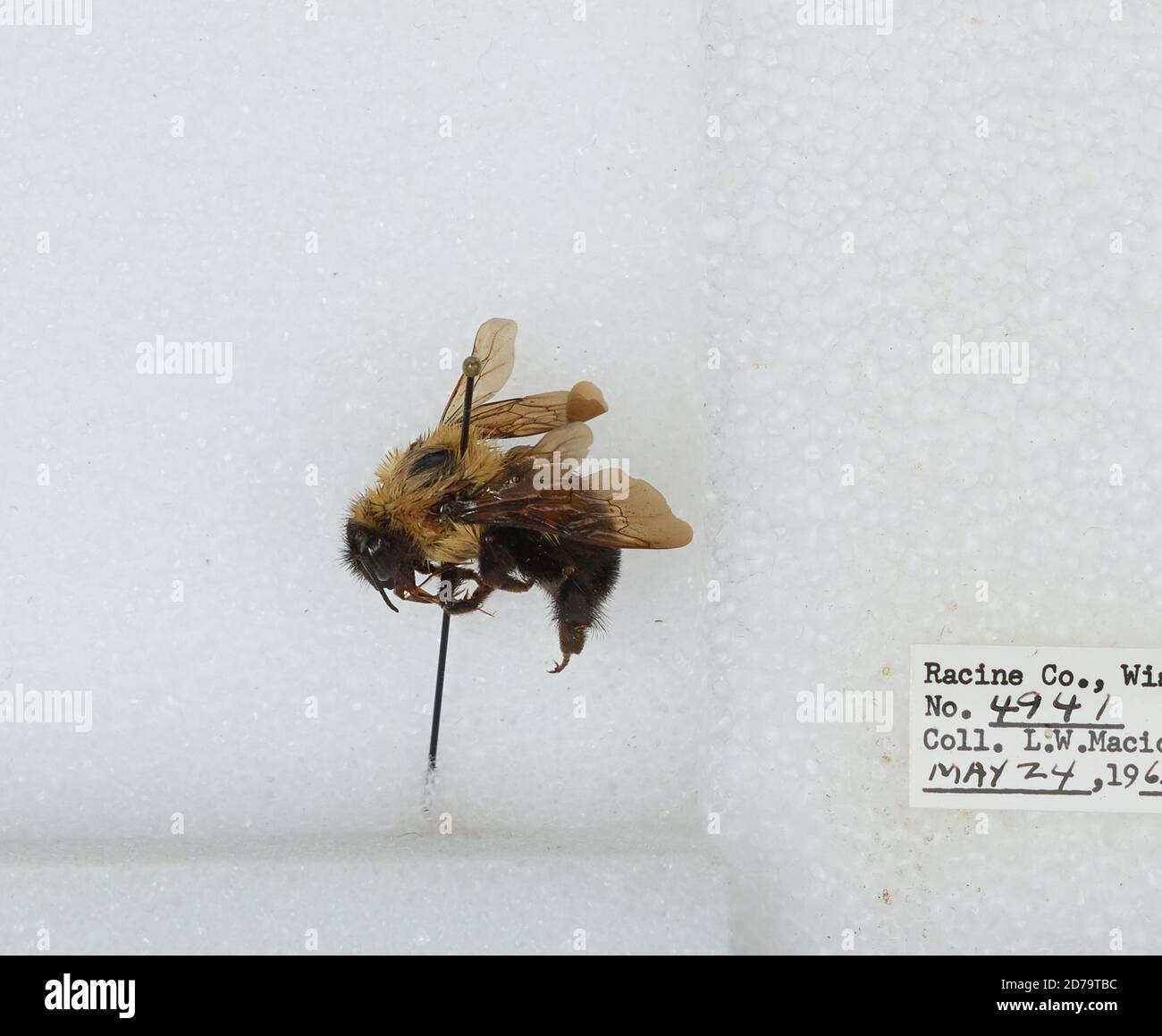 Racine, Wisconsin, United States, Bombus (Pyrobombus) bimaculatus ...