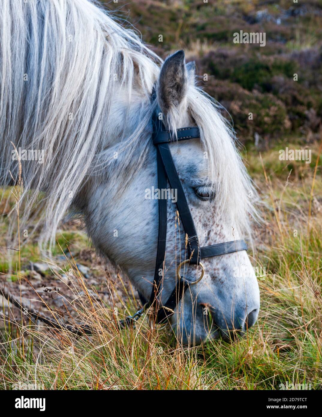 Highland pony hi-res stock photography and images - Alamy