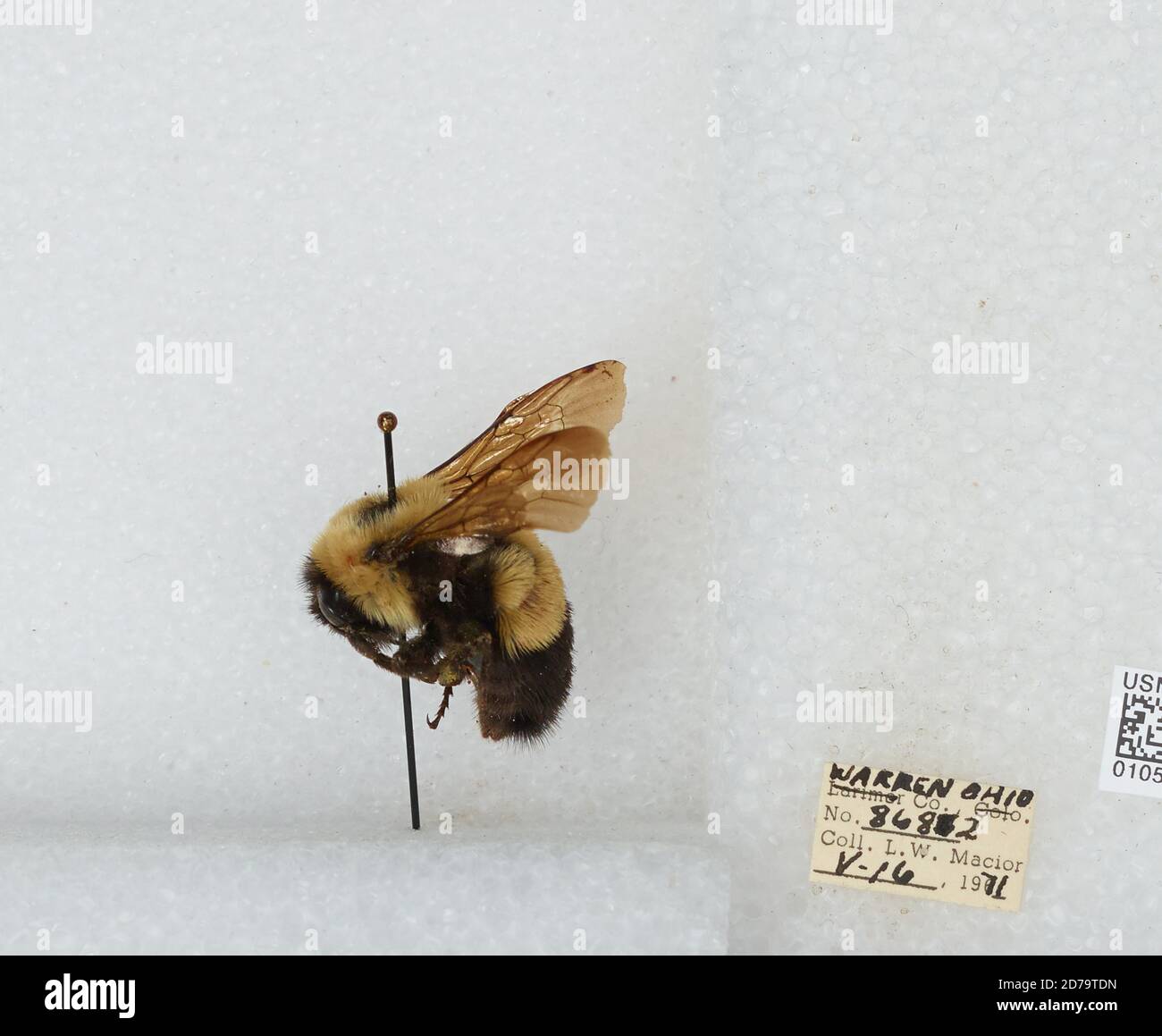 Warren, Ohio, United States, Bombus (Bombus) affinis Cresson, Animalia ...