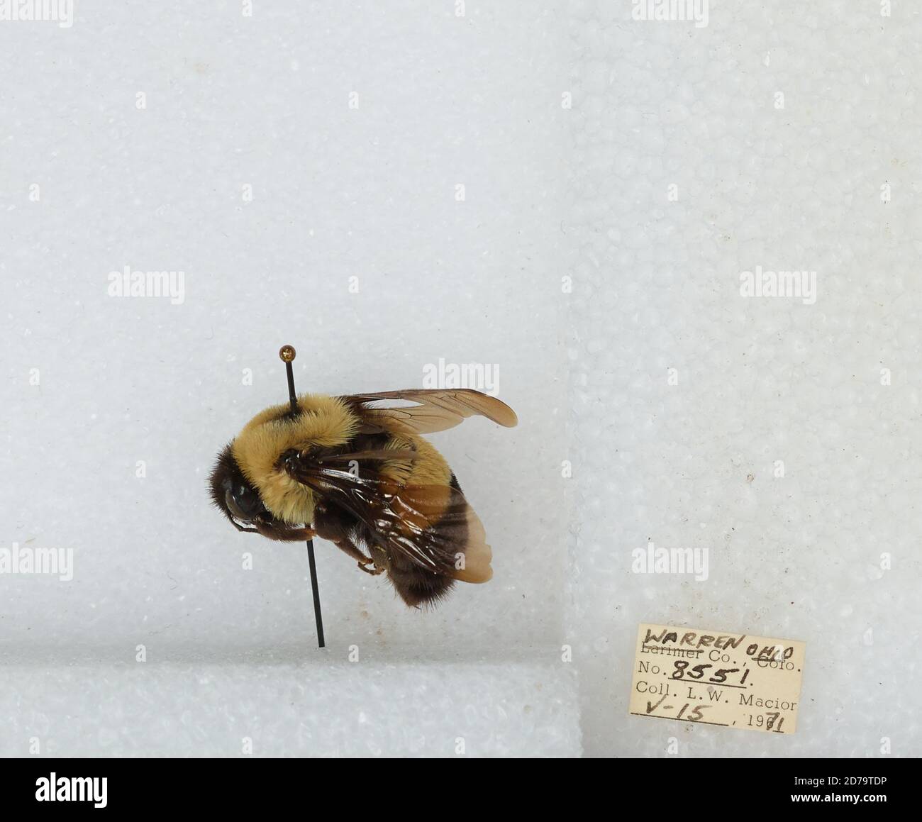 Warren, Ohio, United States, Bombus (Bombus) affinis Cresson, Animalia ...