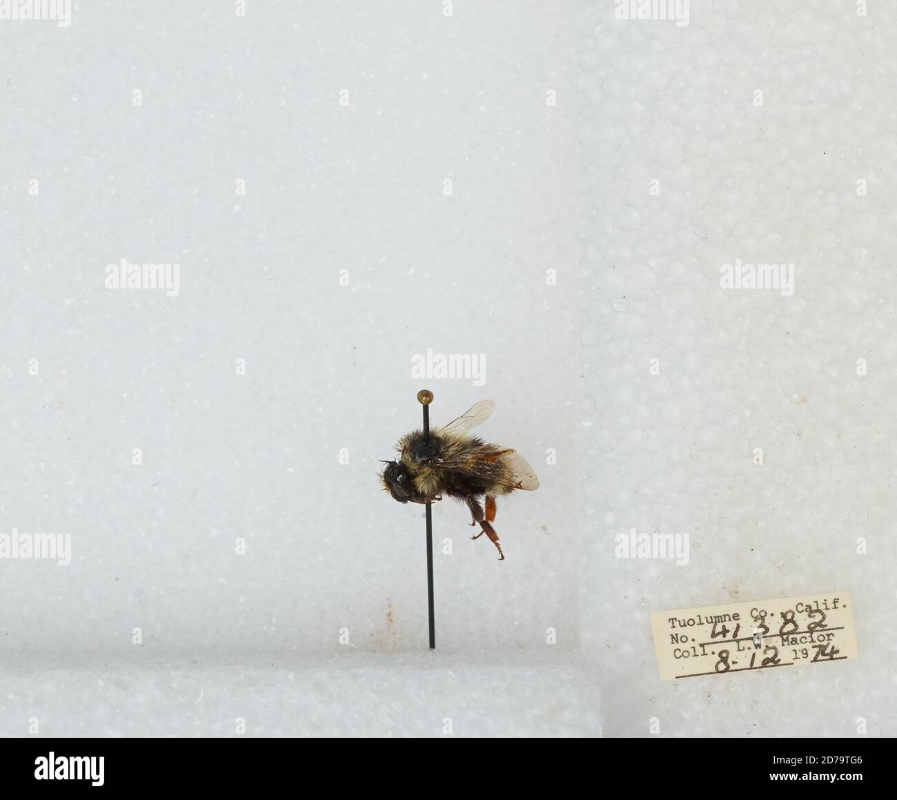 Tuolumne, California, United States, Bombus bifarius nearcticus ...