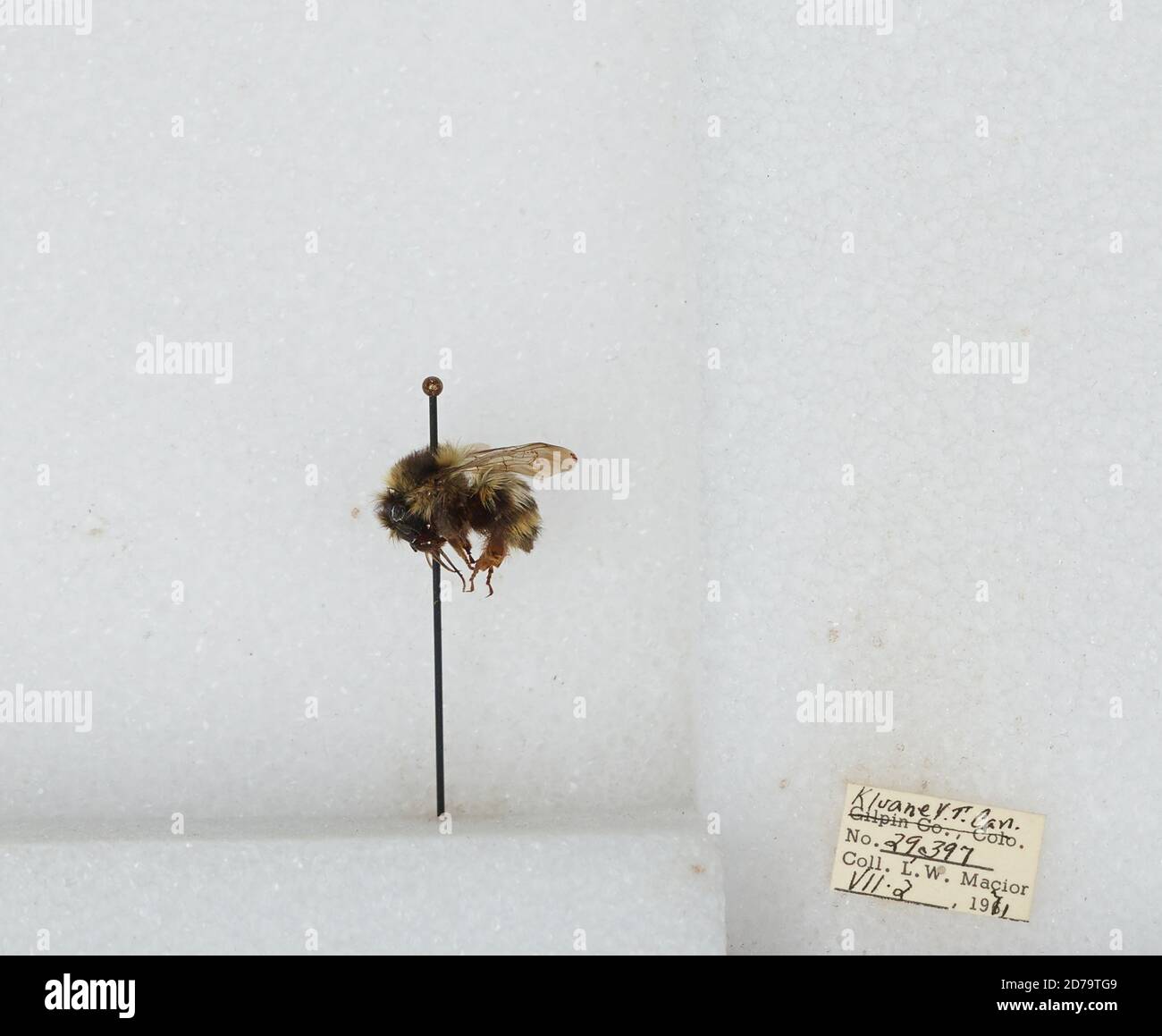 Kluane, Yukon Territory, Canada, Bombus bifarius nearcticus, Animalia ...