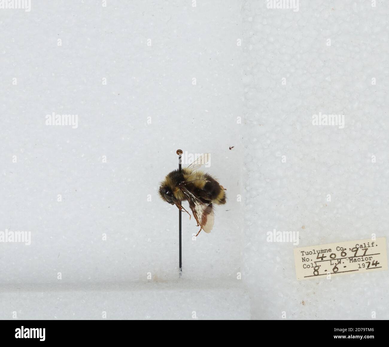 Tuolumne, California, United States, Bombus bifarius nearcticus ...