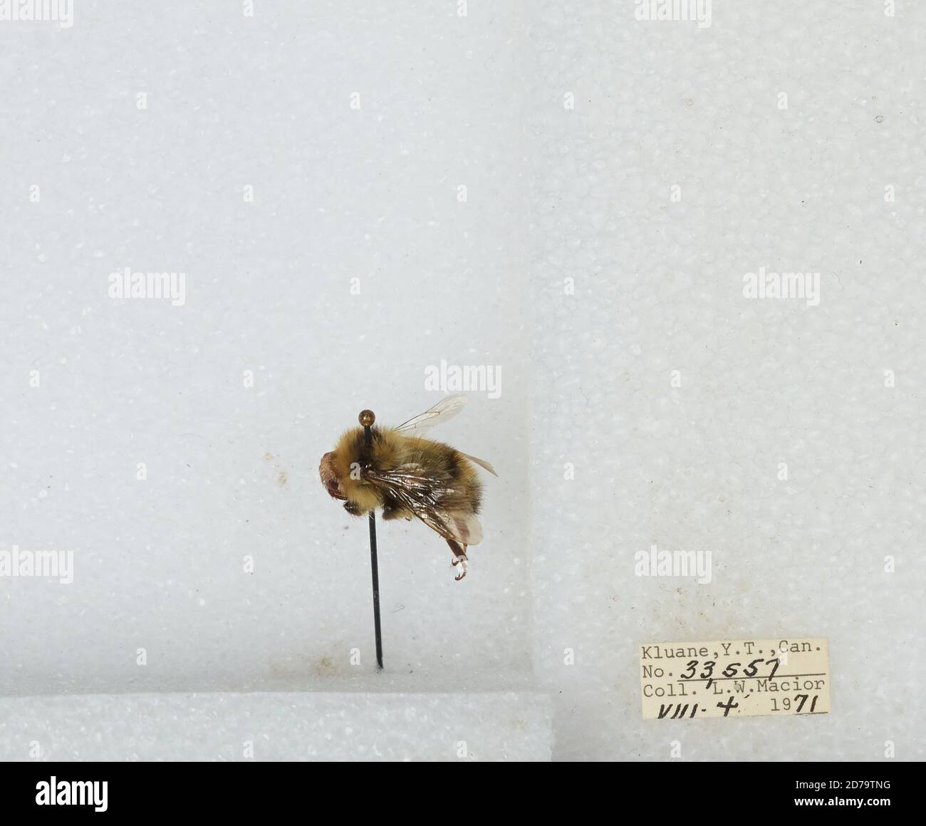 Kluane, Yukon Territory, Canada, Bombus bifarius nearcticus, Animalia ...