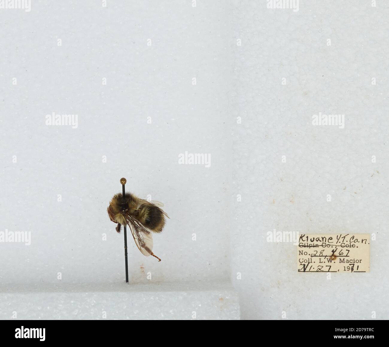 Kluane, Yukon Territory, Canada, Bombus bifarius nearcticus, Animalia ...
