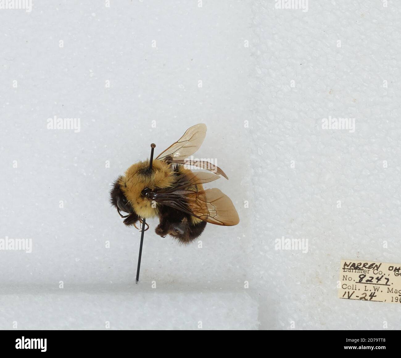 Warren, Ohio, United States, Bombus (Bombus) affinis Cresson, Animalia ...