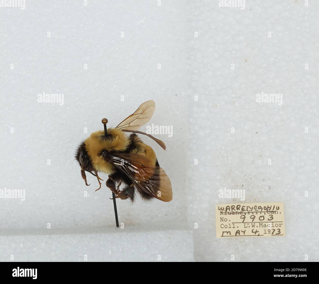 Warren, Ohio, United States, Bombus (Bombus) affinis Cresson, Animalia ...