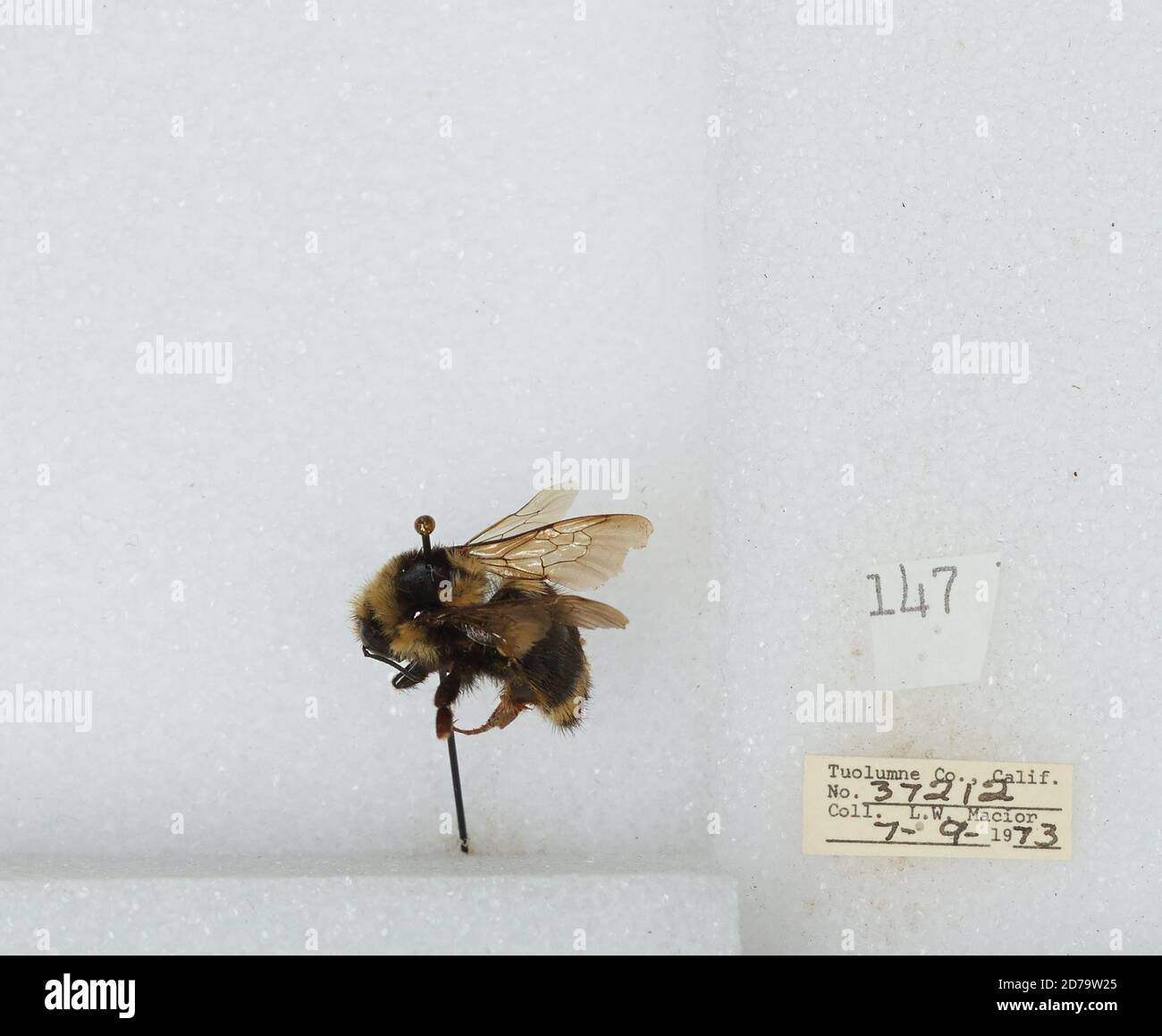 Tuolumne, California, United States, Bombus bifarius nearcticus ...