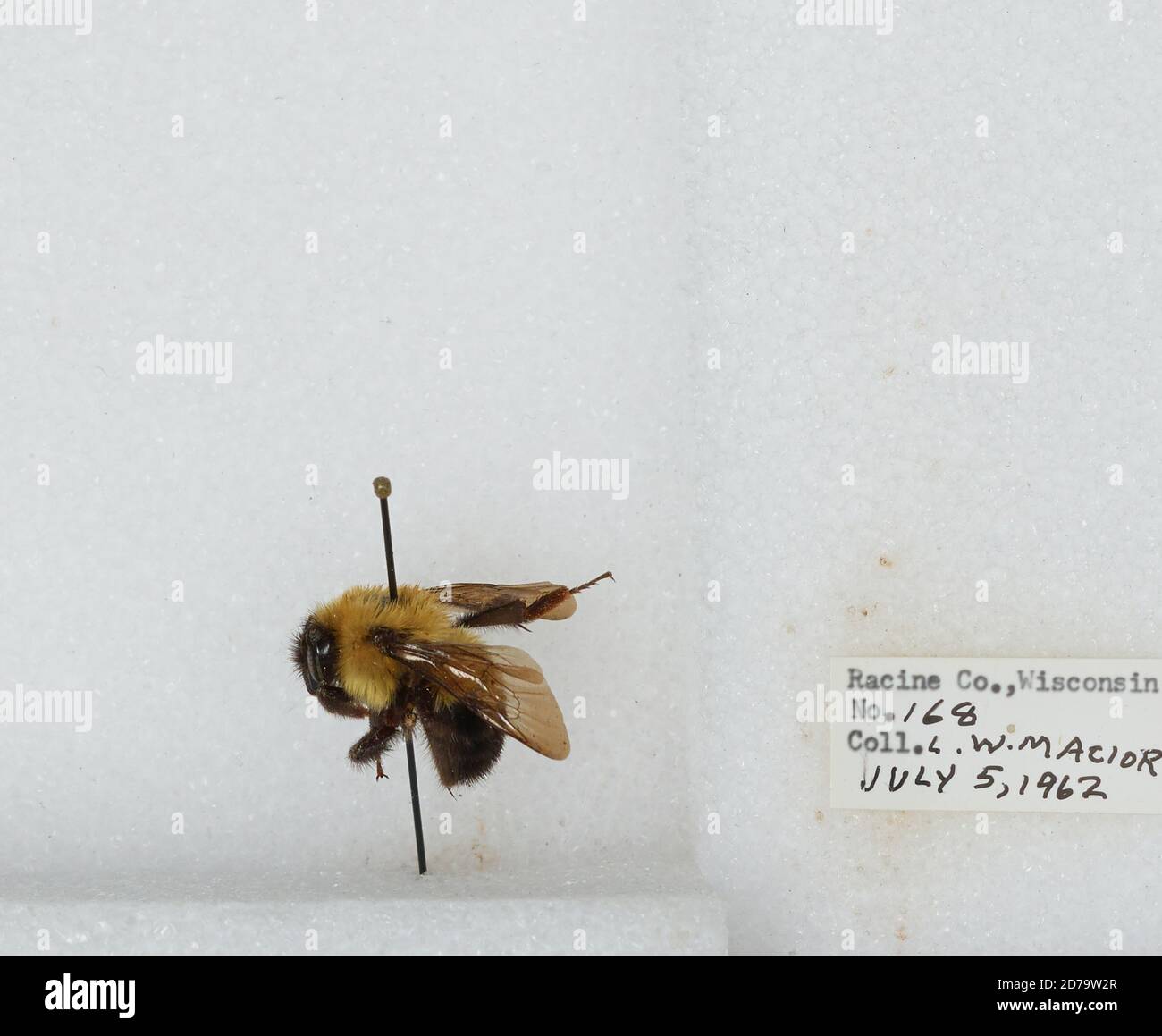 Racine, Wisconsin, United States, Bombus (Pyrobombus) bimaculatus ...