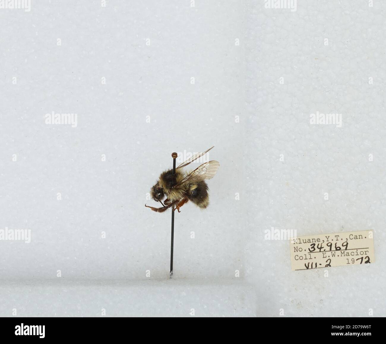 Kluane, Yukon Territory, Canada, Bombus bifarius nearcticus, Animalia, Arthropoda, Insecta ...