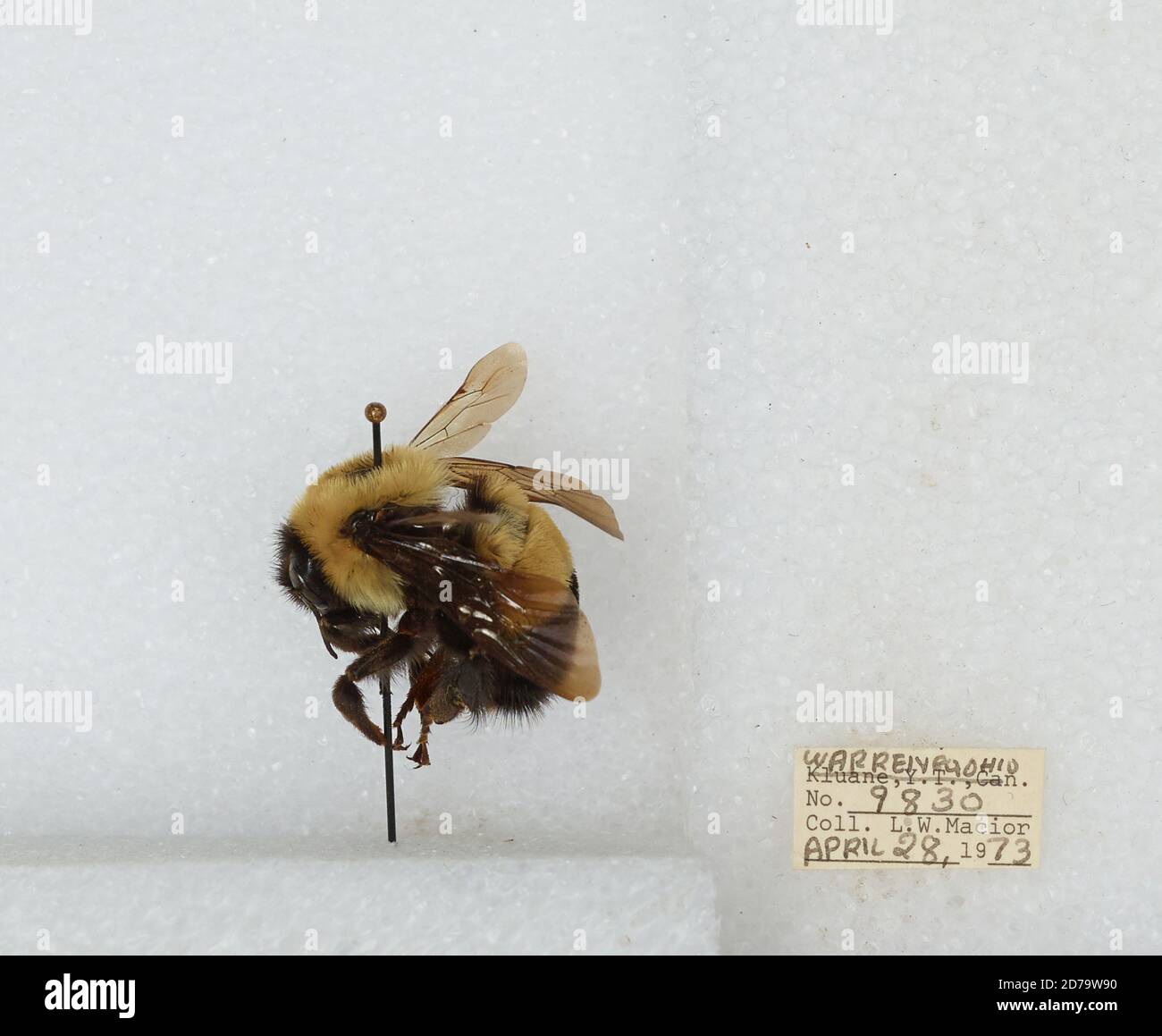 Warren, Ohio, United States, Bombus (Bombus) affinis Cresson, Animalia ...
