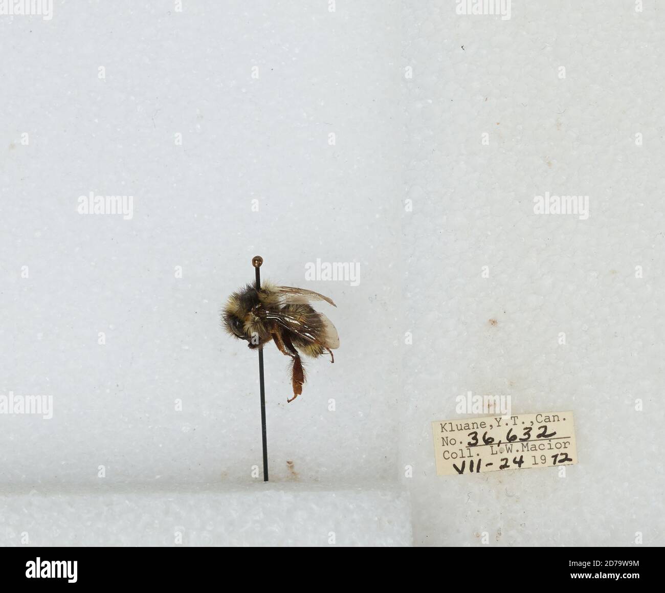 Kluane, Yukon Territory, Canada, Bombus bifarius nearcticus, Animalia ...