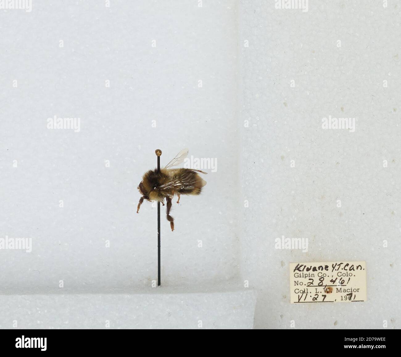 Kluane, Yukon Territory, Canada, Bombus bifarius nearcticus, Animalia ...