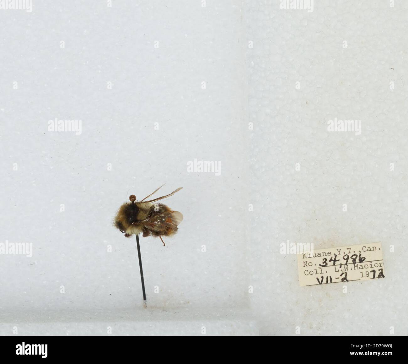 Kluane, Yukon Territory, Canada, Bombus bifarius nearcticus, Animalia ...