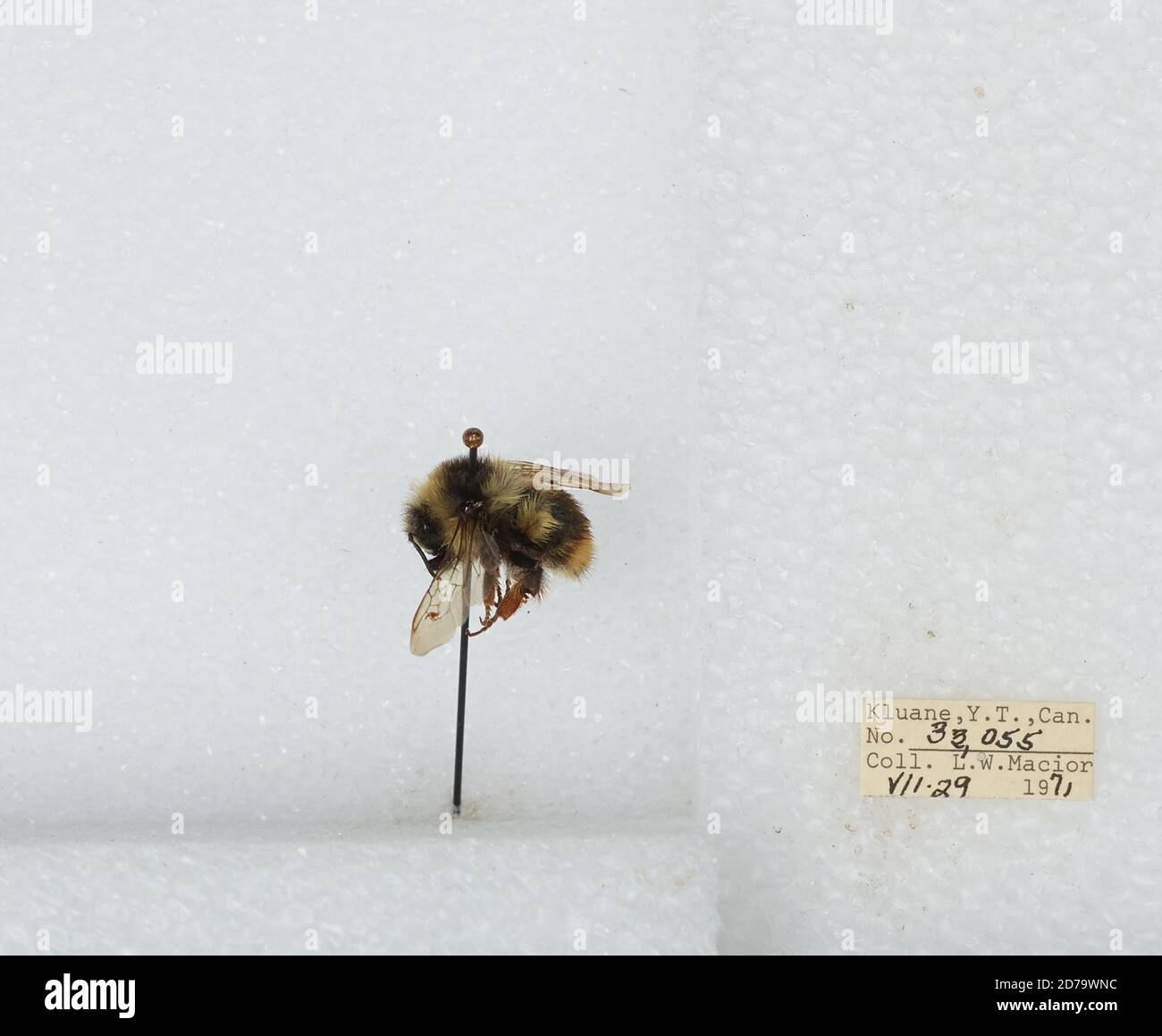 Kluane, Yukon Territory, Canada, Bombus bifarius nearcticus, Animalia ...