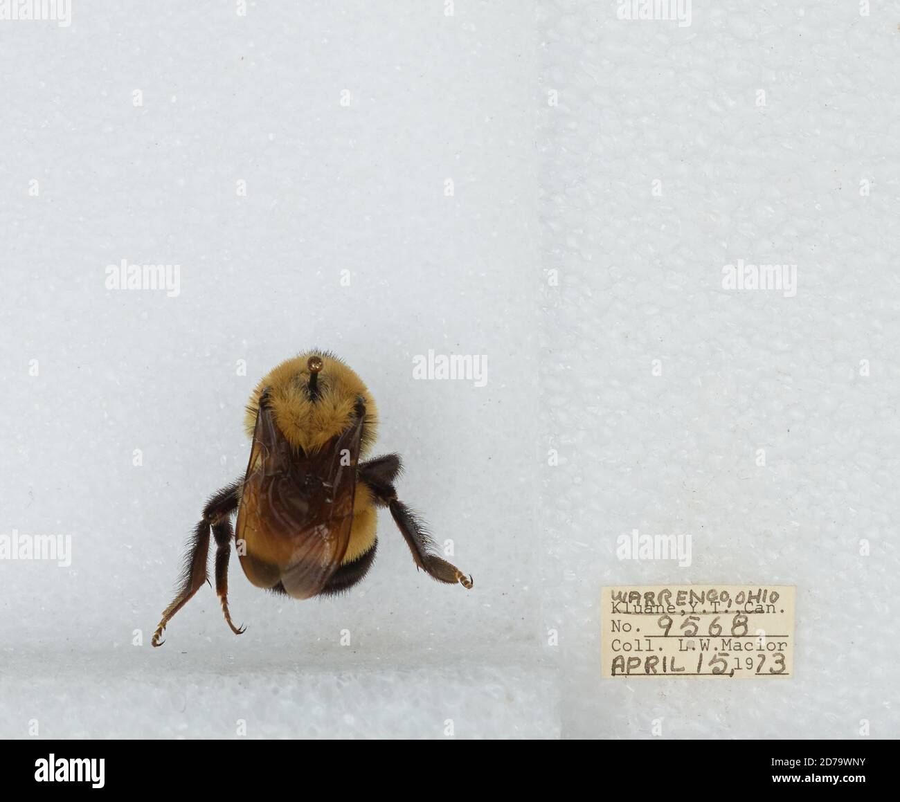 Warren, Ohio, United States, Bombus (Bombus) affinis Cresson, Animalia ...