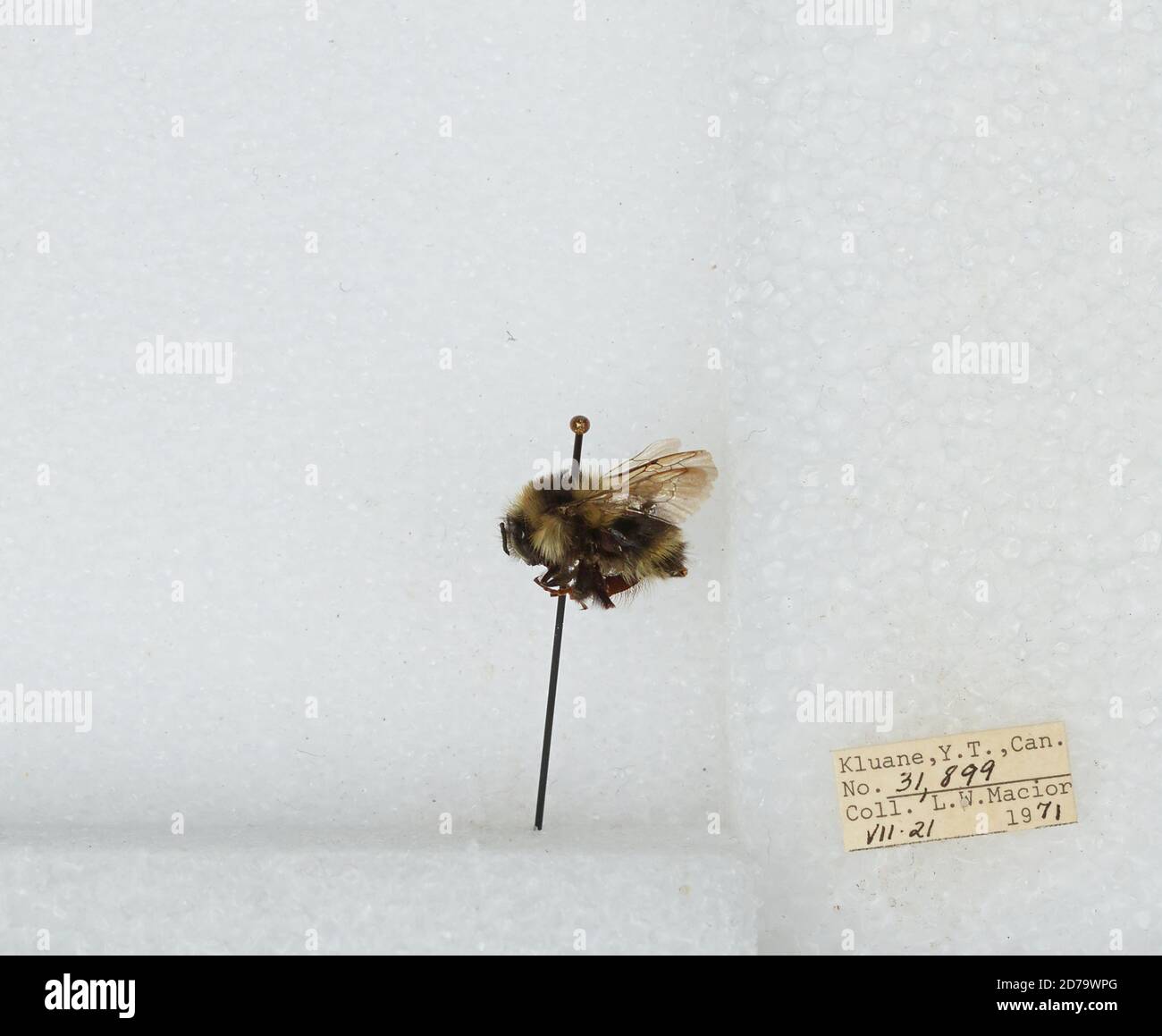 Kluane, Yukon Territory, Canada, Bombus bifarius nearcticus, Animalia ...