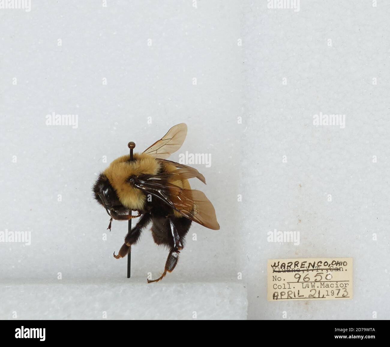 Warren, Ohio, United States, Bombus (Bombus) affinis Cresson, Animalia ...