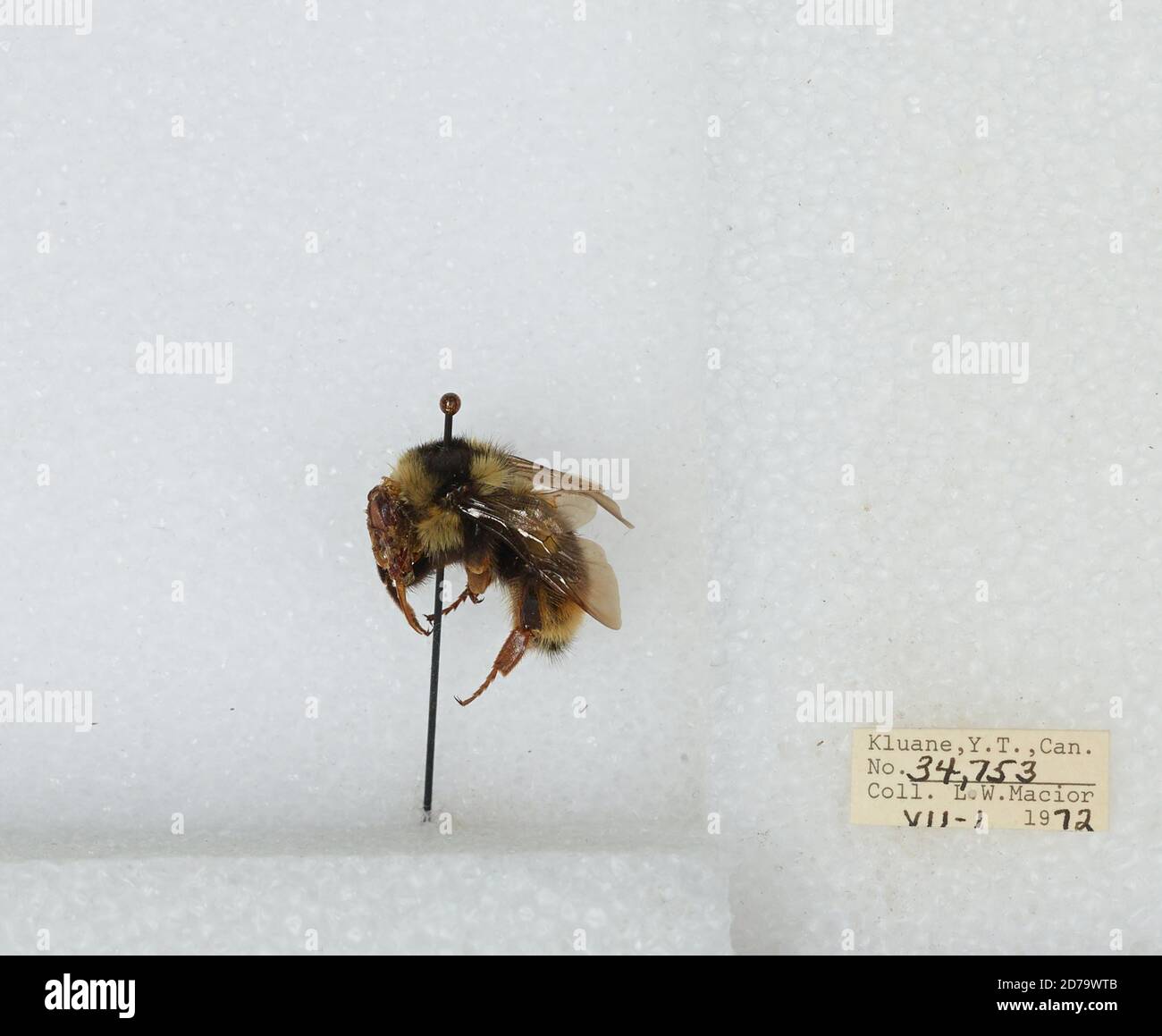 Kluane, Yukon Territory, Canada, Bombus bifarius nearcticus, Animalia ...