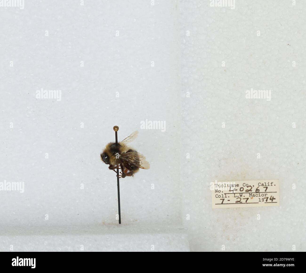 Tuolumne, California, United States, Bombus bifarius nearcticus ...