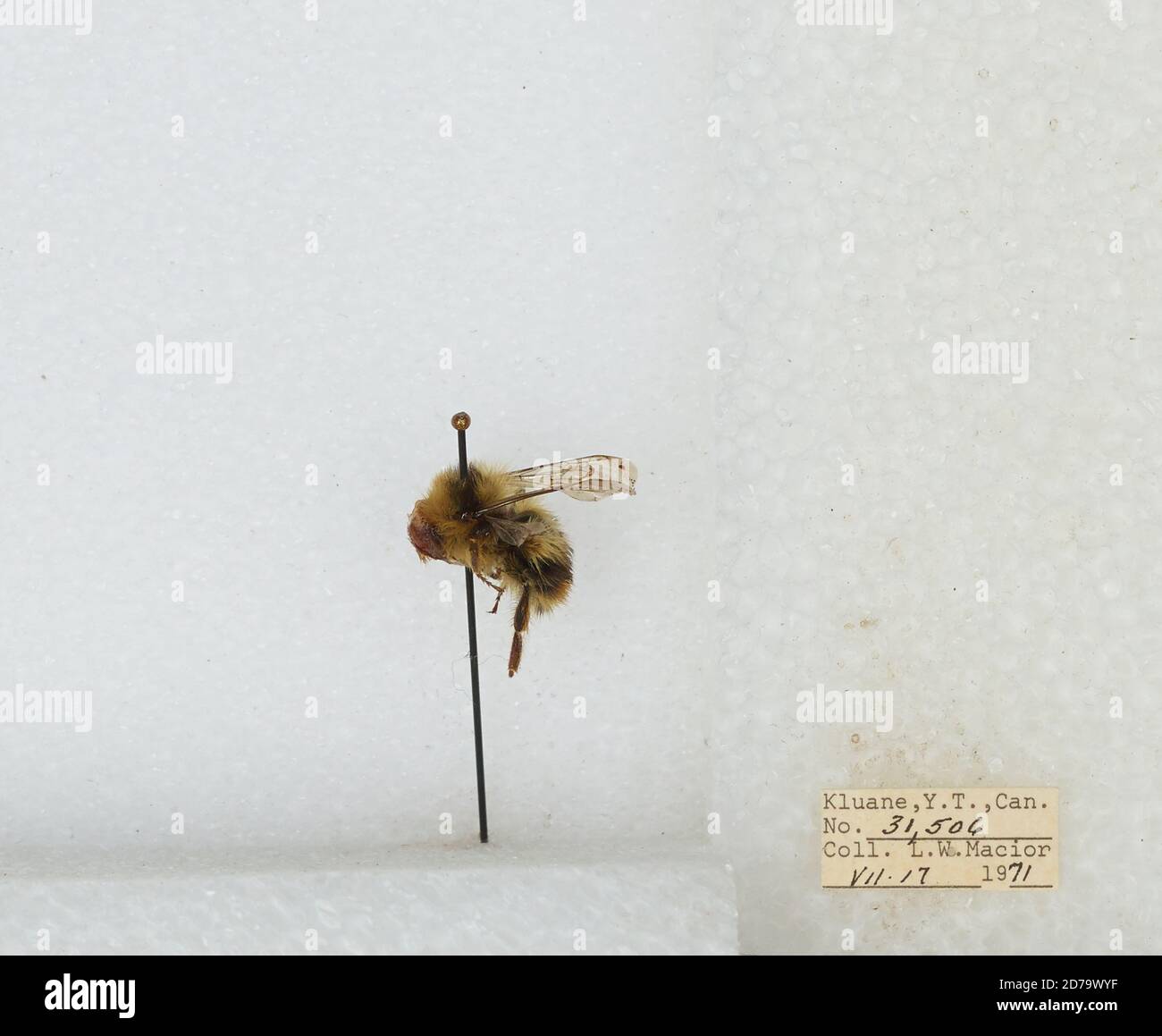 Kluane, Yukon Territory, Canada, Bombus bifarius nearcticus, Animalia ...